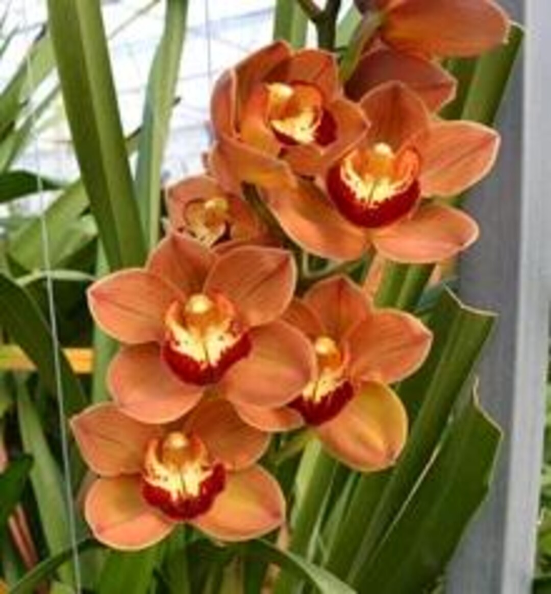 Cymbidium Orchid Plants - Orange - 2 Feet Tall - 2 Bulbs - Ship in 6 ...