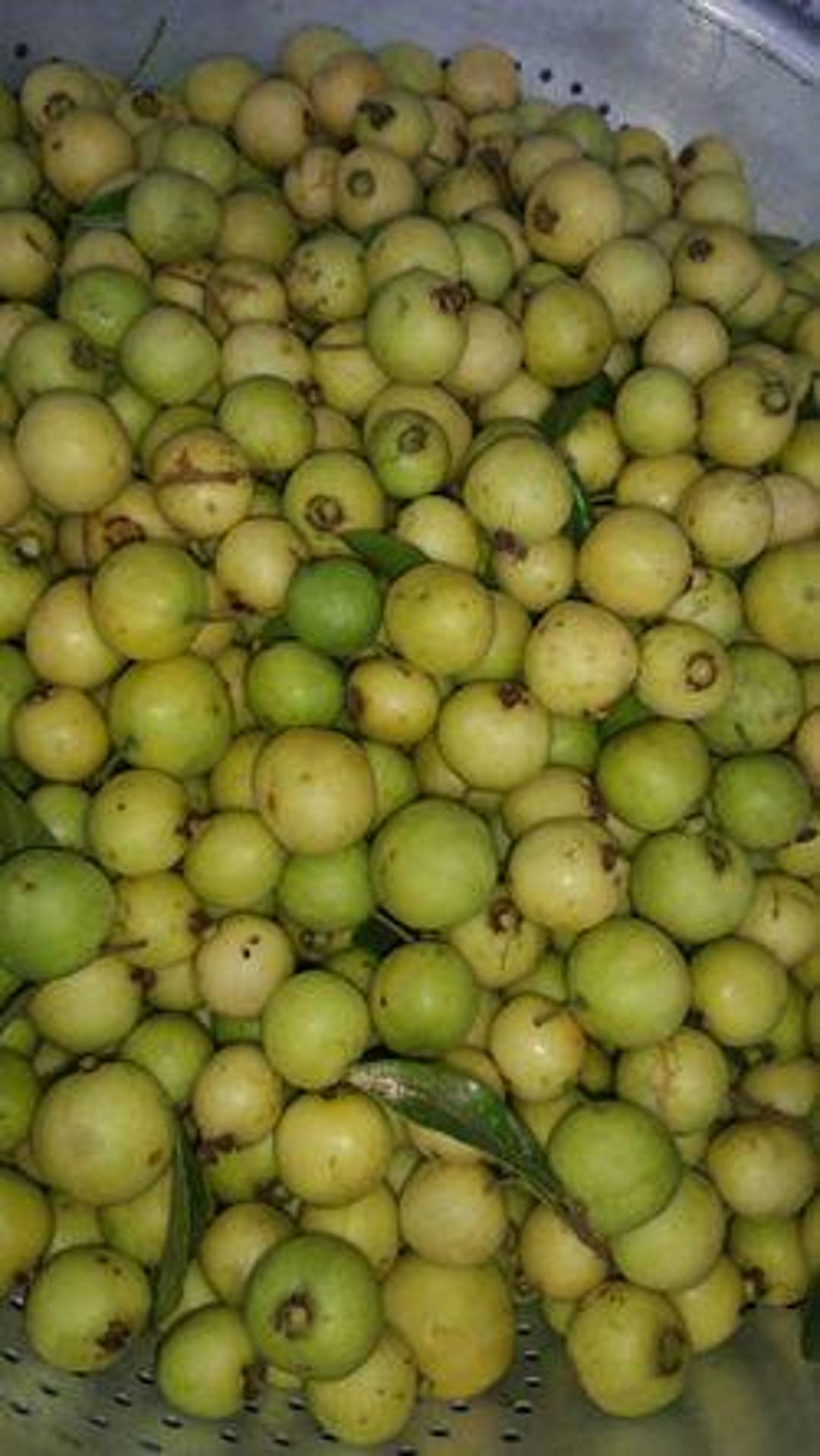 Sartre Arrayan Guava Fruit Tree - 1 Starter - 4" to 6" Tall - Ship in 6 ...