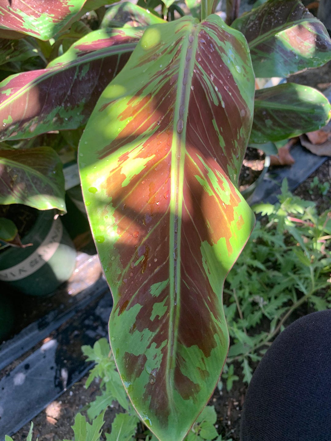 Blood Banana- Live Plant 1-1.5 Ft Ship in 6” Pot - Etsy
