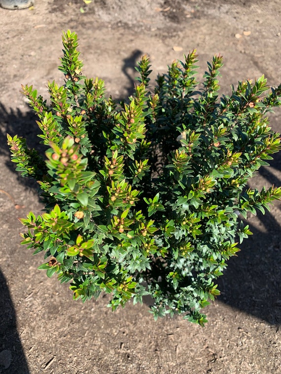 Floral & Garden Crafts 2 Feet Tall Myrtus communis 'Compacta' Dwarf ...