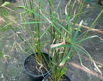 Papyrus Rooted Young Live Plant CYPERUS Alternifolius Papyrus Grass ...