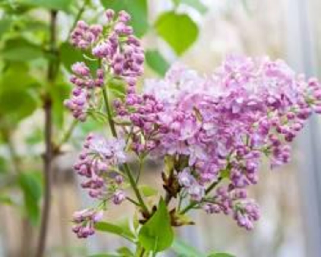 French Lilac Ludwig Spaeth - 2 to 3 Feet Tall - Ship in 2gal Bag - Etsy