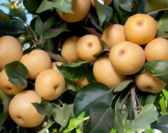 Red Bartlett Pear Tree 4 Feet Tall Bigger Trunk Ship in 3gal Pot - Etsy