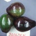 Avocado 'brogdon' (persia Americana) - Etsy