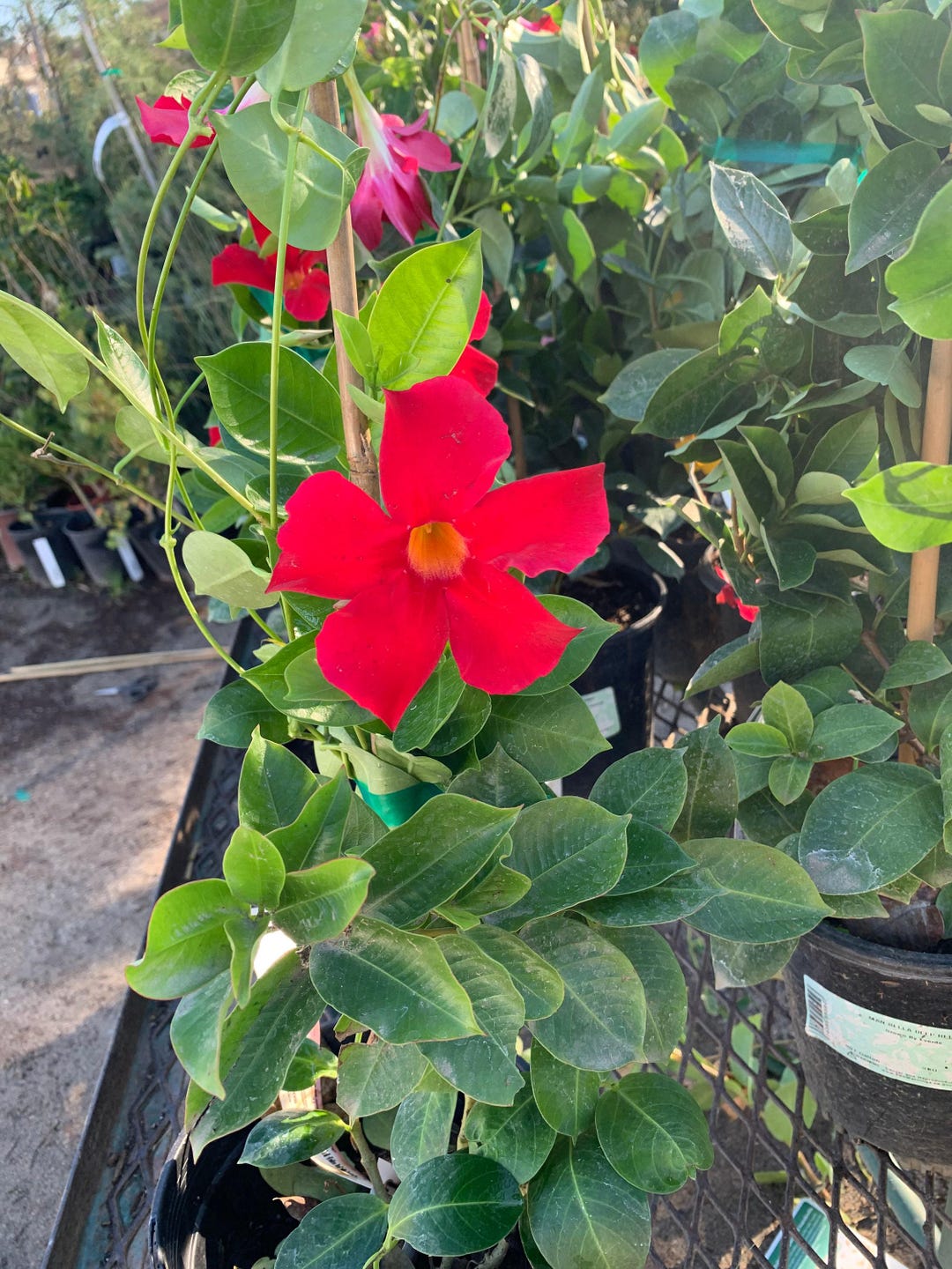 Mandevilla Bella Scarlet 1 Live Plant 1-2ft Tall 6” Pot - Etsy