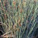 Juncus elk Blue California Gray Rush 1 to 2 Feet Tall - Etsy