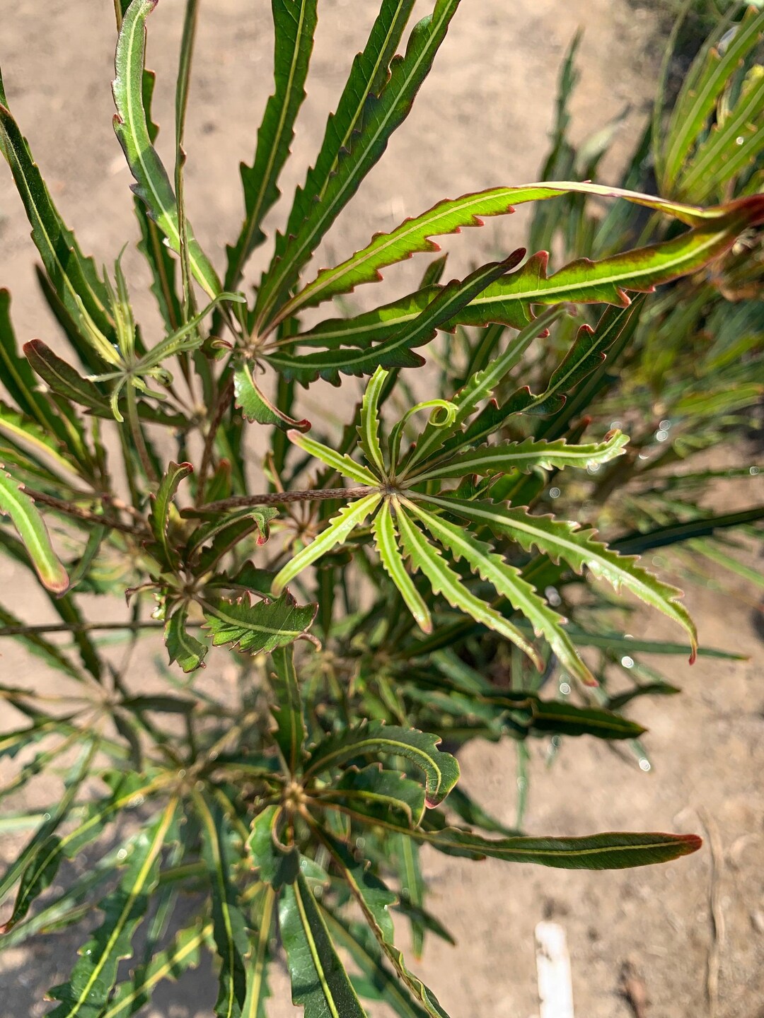 Aralia Elegantissima ‘false Aralia’ - Etsy