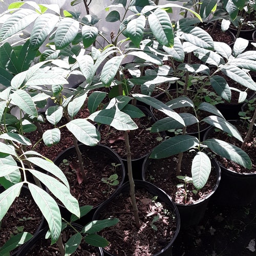 Kahola Longan Tree 1 to 2 Feet Tall Airlayered Tree - Etsy