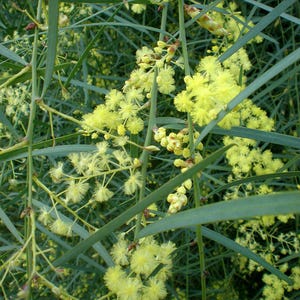 Willow Wattle - Acacia Iteaphylla- 1 Feet Tall 1 Gallon - Ship in 6 ...
