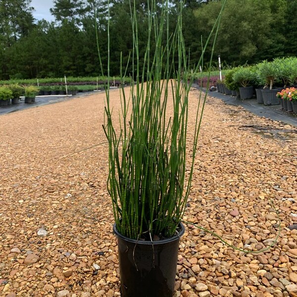 Horsetail Reed - Etsy