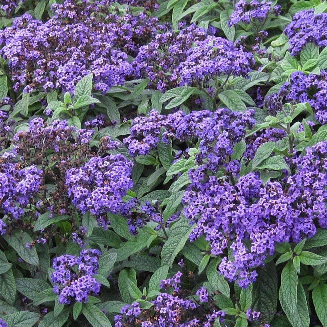 Heliotrope Marino Blue - 1 Plants - 1 Feet Tall - Ship in 1 Gal Pot - Etsy