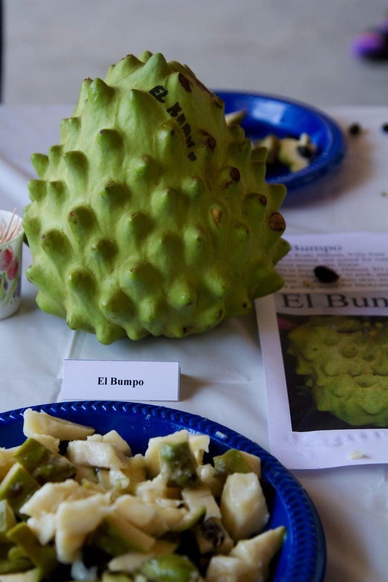 Cherimoya El Bumpo - 1 to 2 Feet Tall - Grafted Tree - Ship in 3 Gal ...