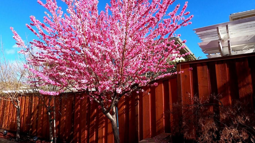 Early Pink Flowering Peach - 2 to 3 Feet - Ship in 6" Pot - Etsy