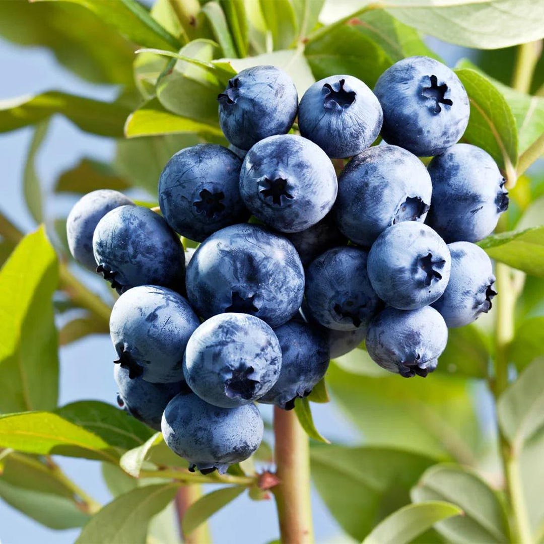 Sharpblue Southern Highbush Blueberry - 1 Feet Tall - Ship in 6" Pot - Etsy