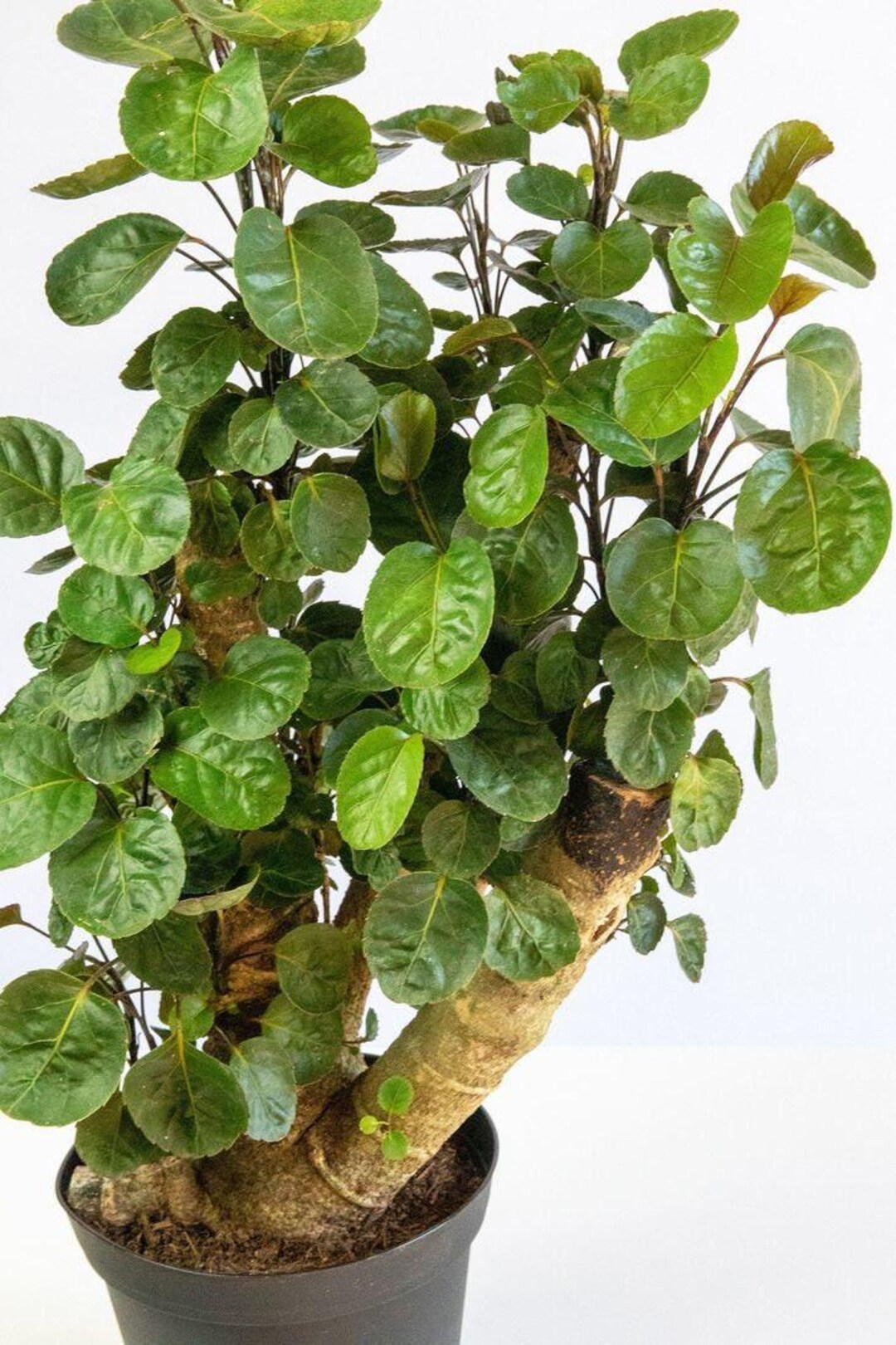 Fabian Stump Aralia - 1 Plant - 1 Feet Tall - Ship in 6" Pot - Great ...