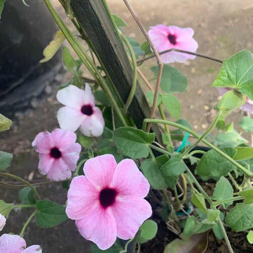 Amber Stripes Thunbergia Alata Vine Live Plant Ship in 6 - Etsy