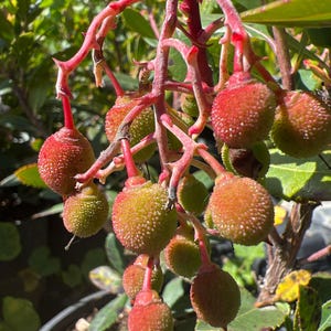 Dwarf Marina Strawberry Tree-1ft Tall Ship in 6" Pot - Etsy