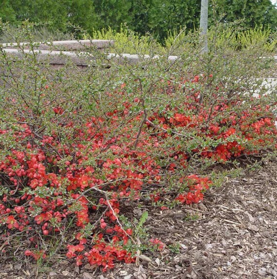 Flowering Quince Climbing