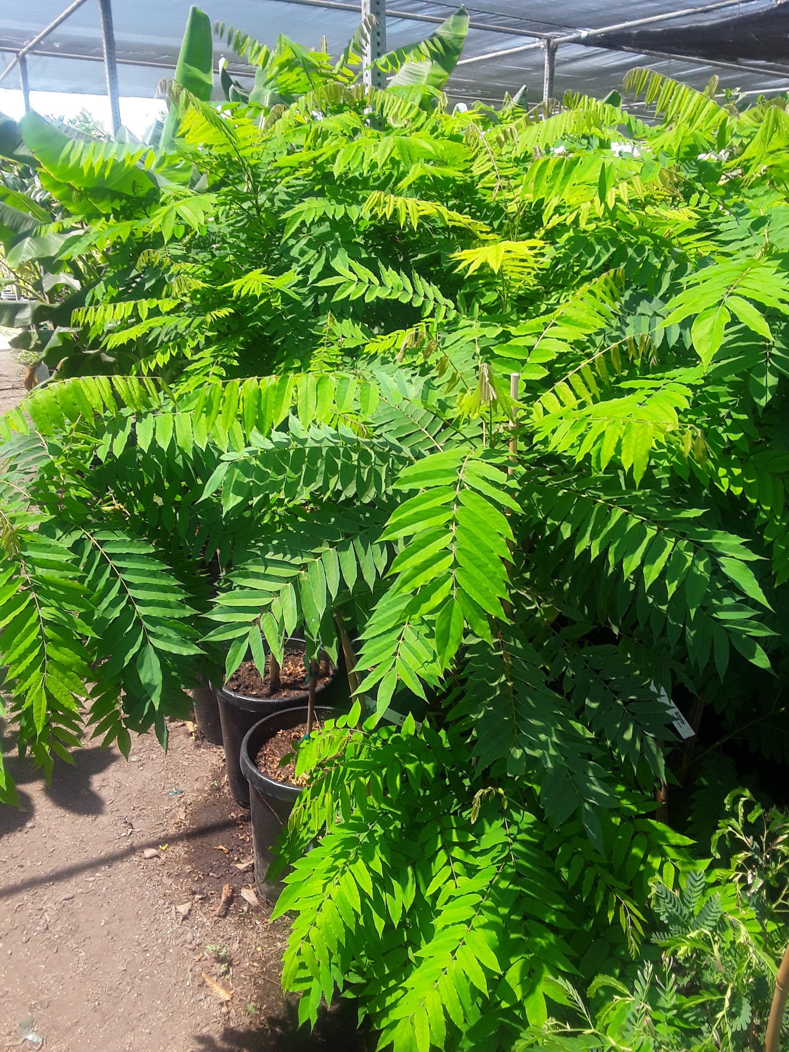 Red Spanish/hog Plum, Ciruela, Jocote Rojo, Mombin Tree - 2 Feet Tall ...