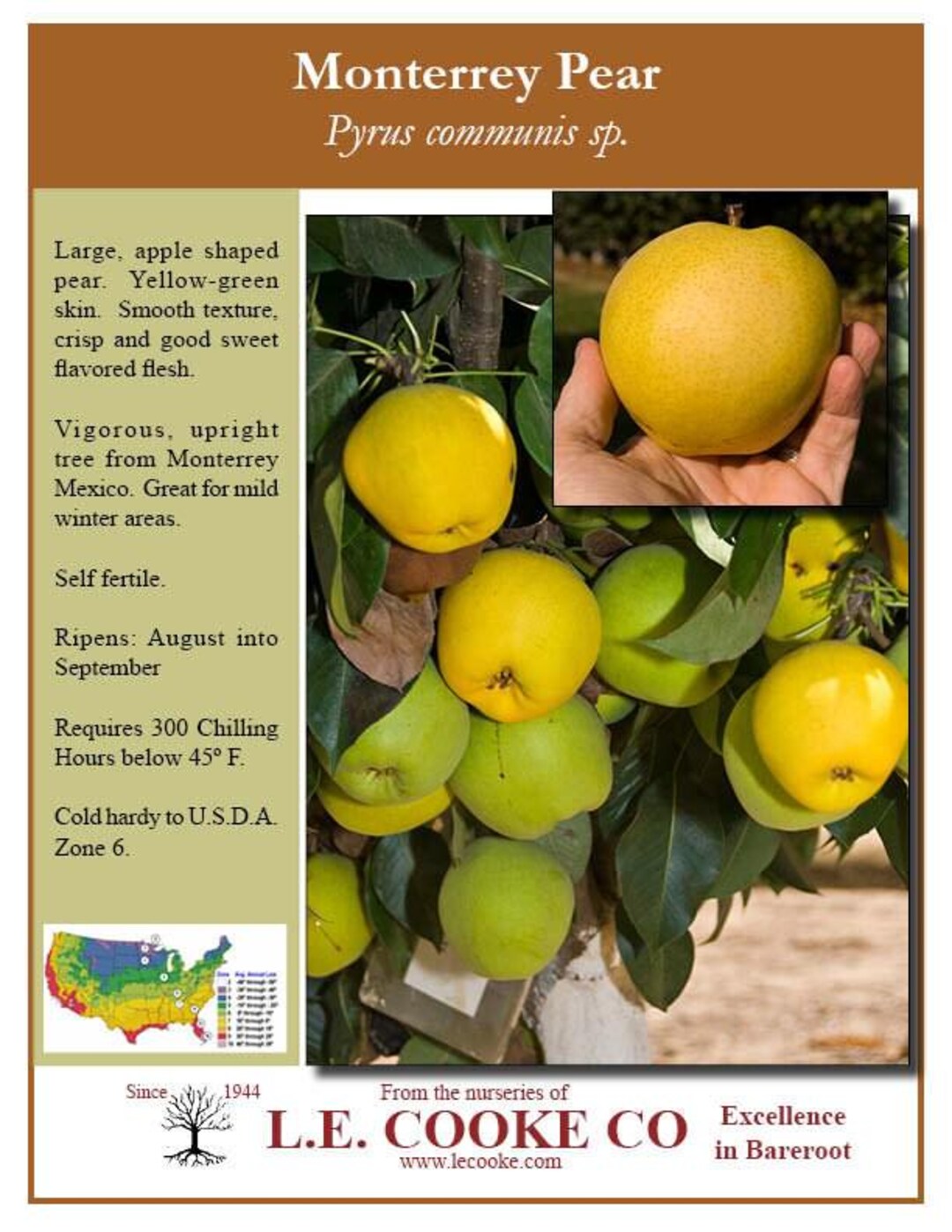 Monterey Pear Tree - 1 Plant - 2 to 3 Feet Tall - Ship in 6" Pot - Etsy