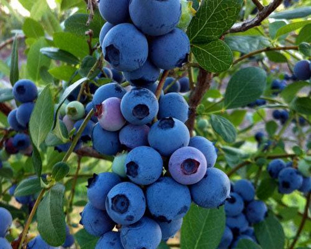 Blueberry ‘rebel’ Southern Highbush 2 Feet Tall 3 Gallon Pot - Etsy