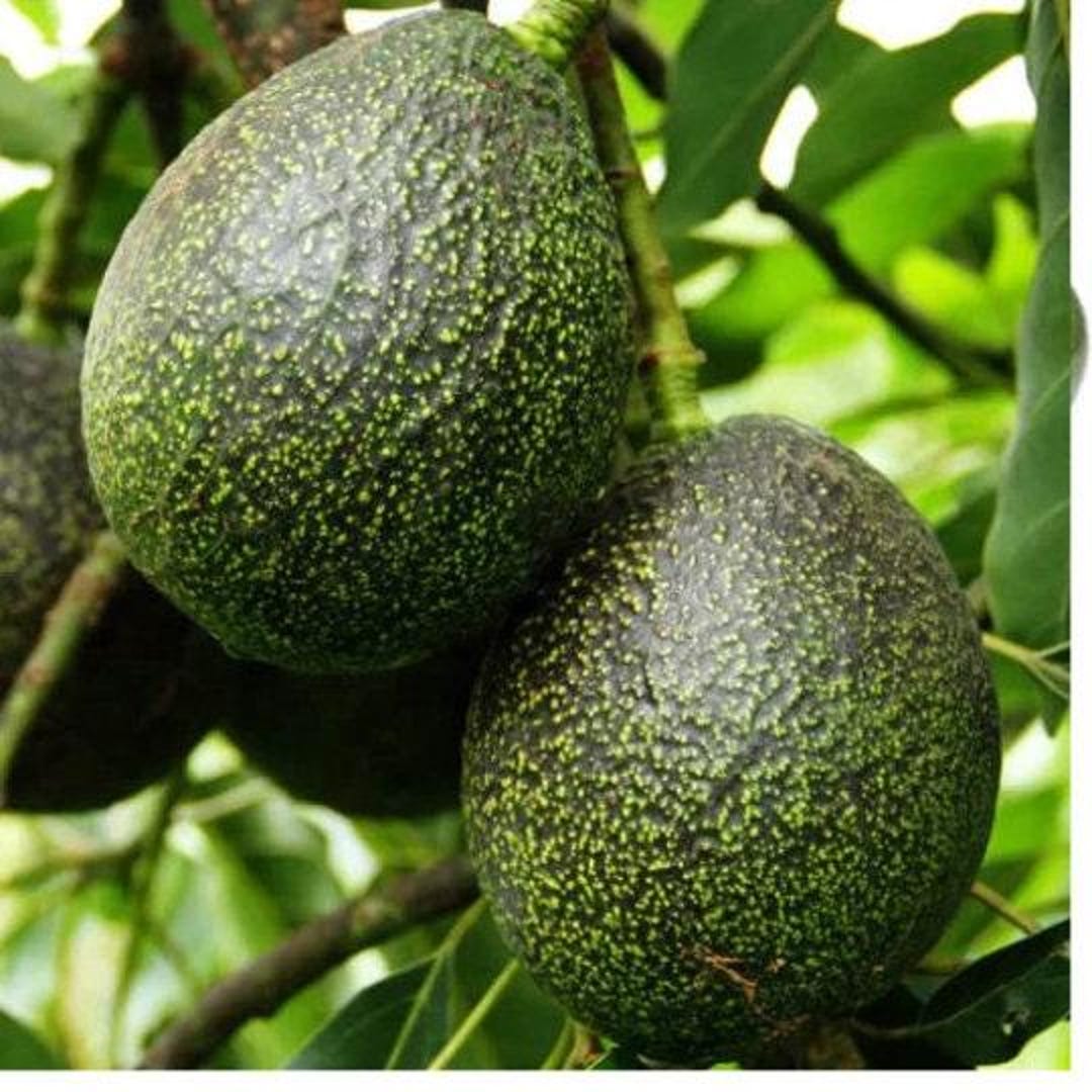 Gem Avocado Tree- 2 to 3 Feet Tall - Grafted Tree - Ship in 3gal Pot - Etsy