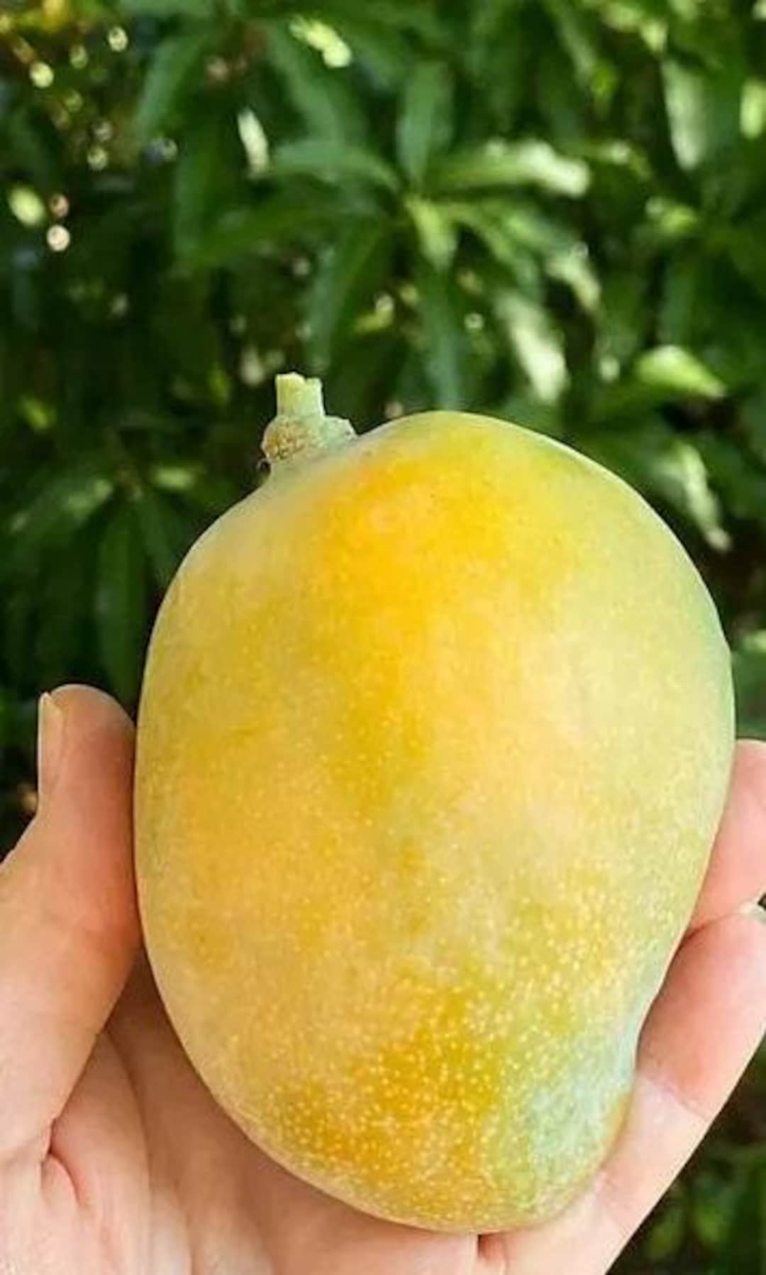 Sweet Tart Mango Tree - Grafted Tree - 1 Feet Tall -grafted - Ship in ...