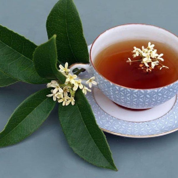 Osmanthus Fragrans Live Plant - Etsy