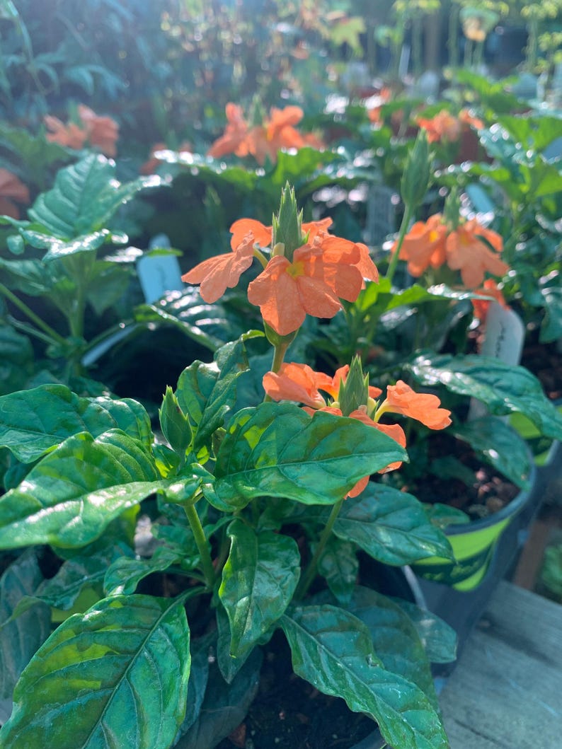 Crossandra Infundibuliformis ‘orange’ 1 Live Plant 6” Pot - Etsy