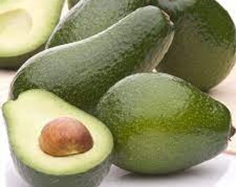 Edranol Avocado Tree 1 Feet Tall Grafted Tree Ship in Plastic Bag - Etsy