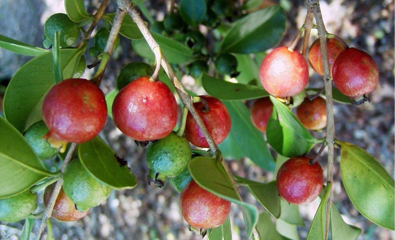 Fresa Guayaba Roja Psidium Cattleianum 2 a 3 pies de altura - Etsy España