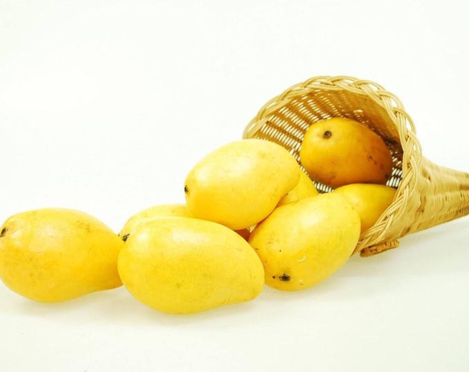 Manila Mango Tree - 1 Feet Tall - Ship in 6" Pot - Etsy