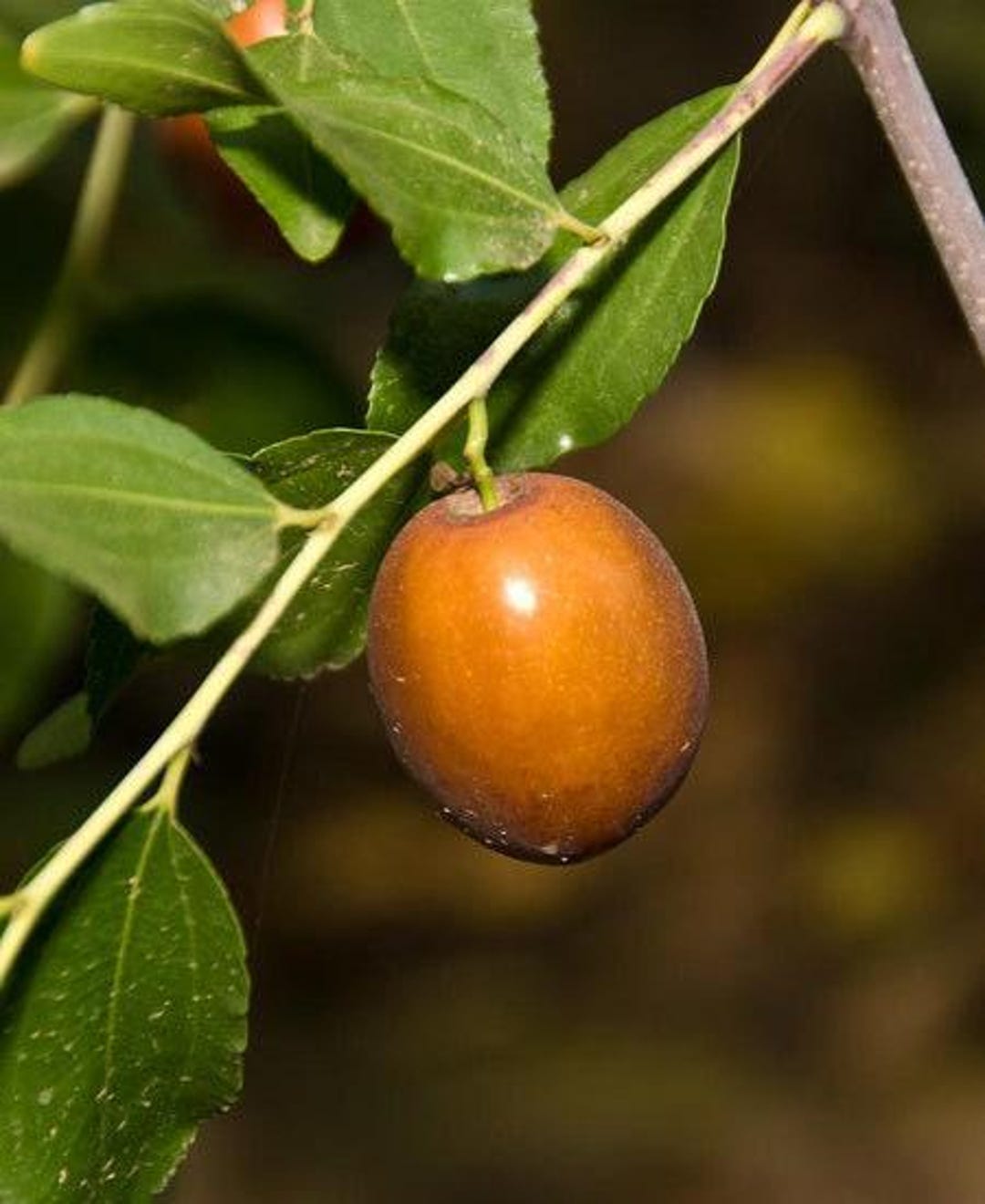 Jujube Sugar Can Tree- 1 to 2 Feet Tall - Grafted Tree - Ship in 6" Pot ...