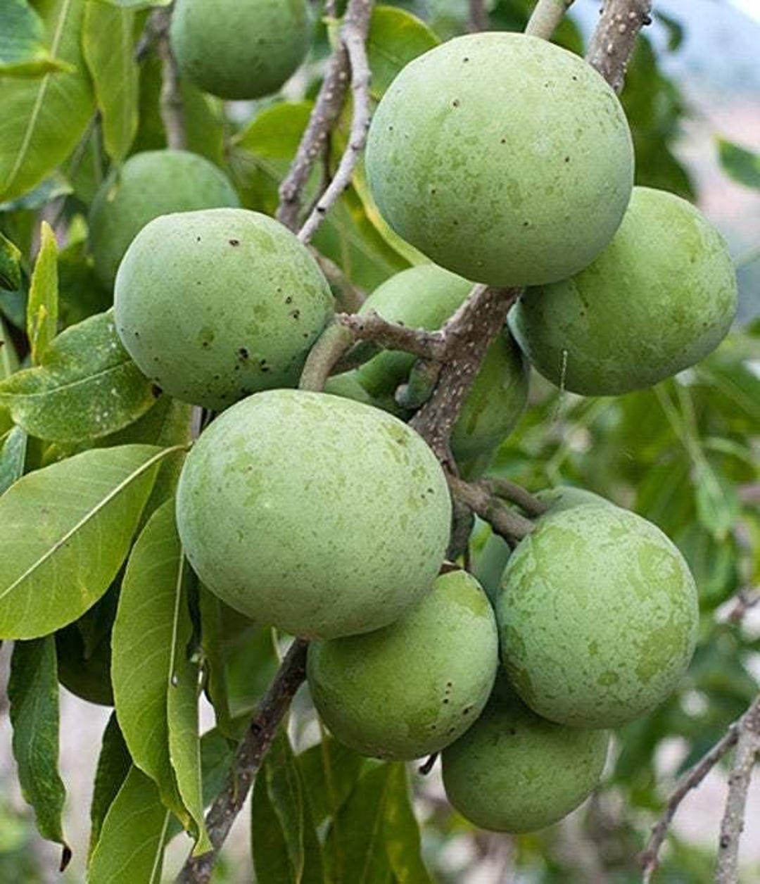 Grafted White Sapote Tree – 1-2 Ft, Ships in 3 Gal Pot - Etsy