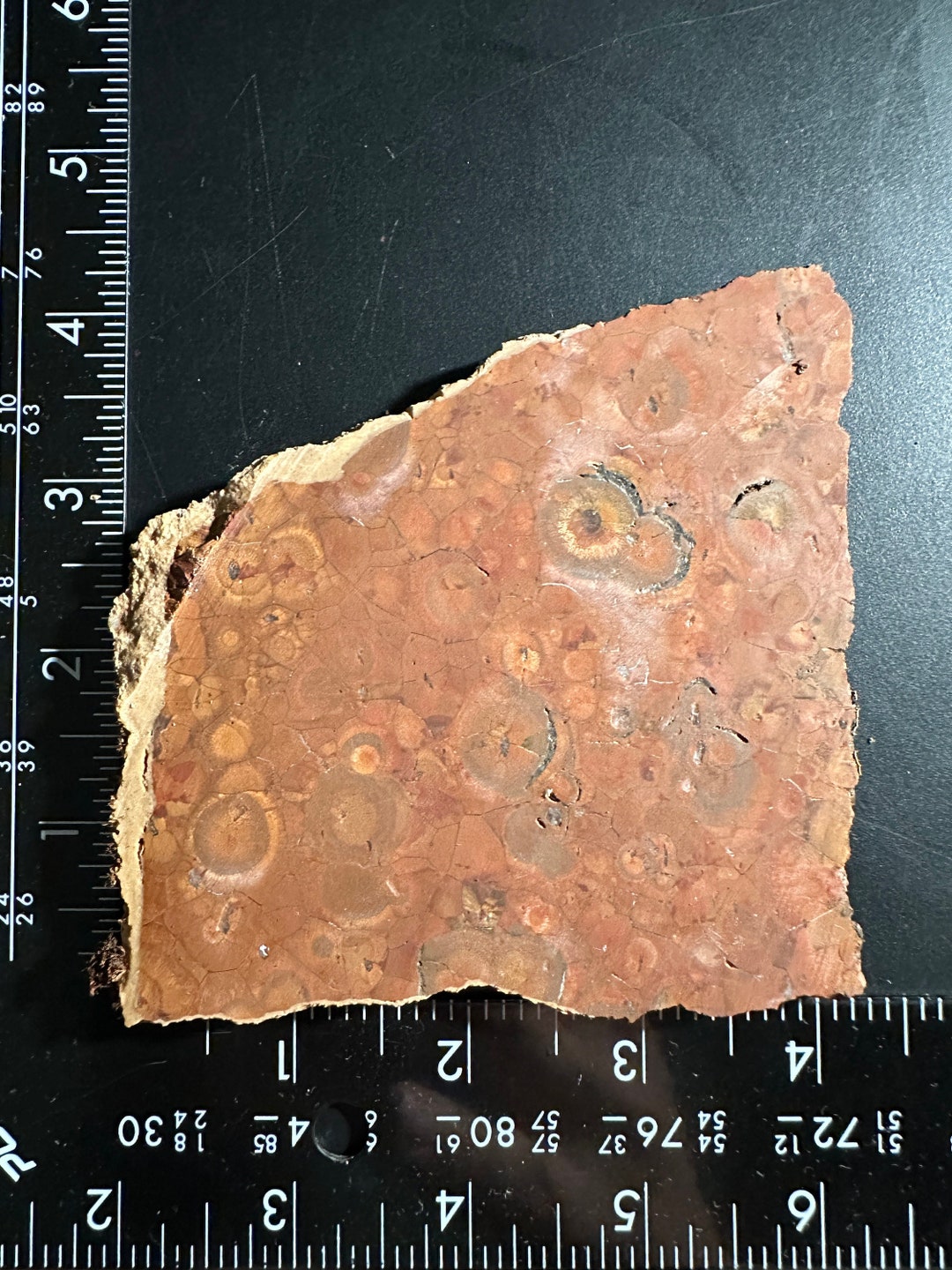Lapidary Slab- Deep Red and Orange Orbicular Bird's Eye Rhyolite - Etsy