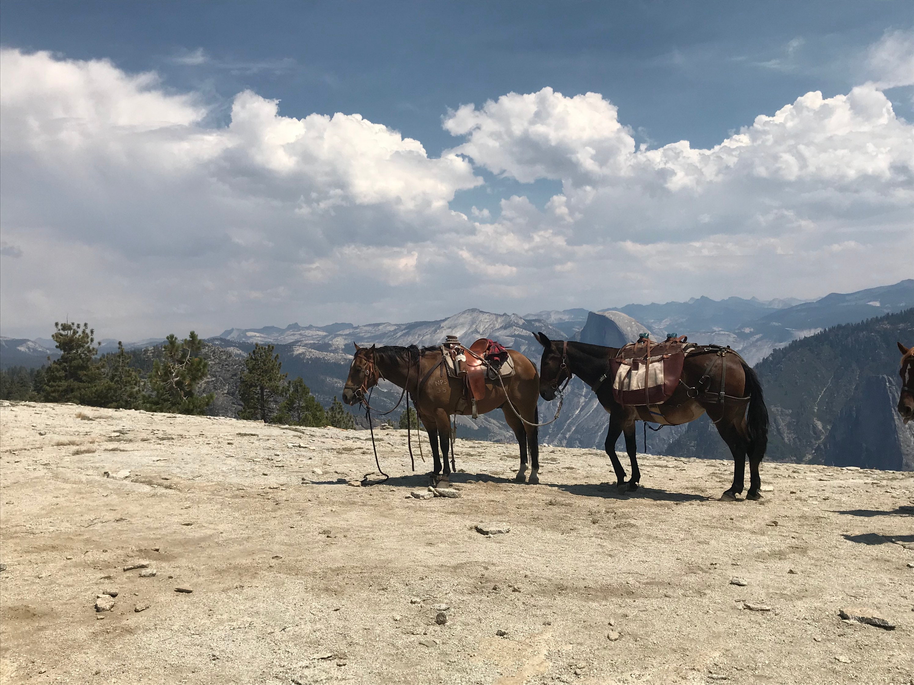Custom Leather Horse Ring Hobbles, Quality Horse Training Aid ...