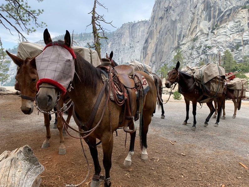 Custom Leather Horse Ring Hobbles, Quality Horse Training Aid ...