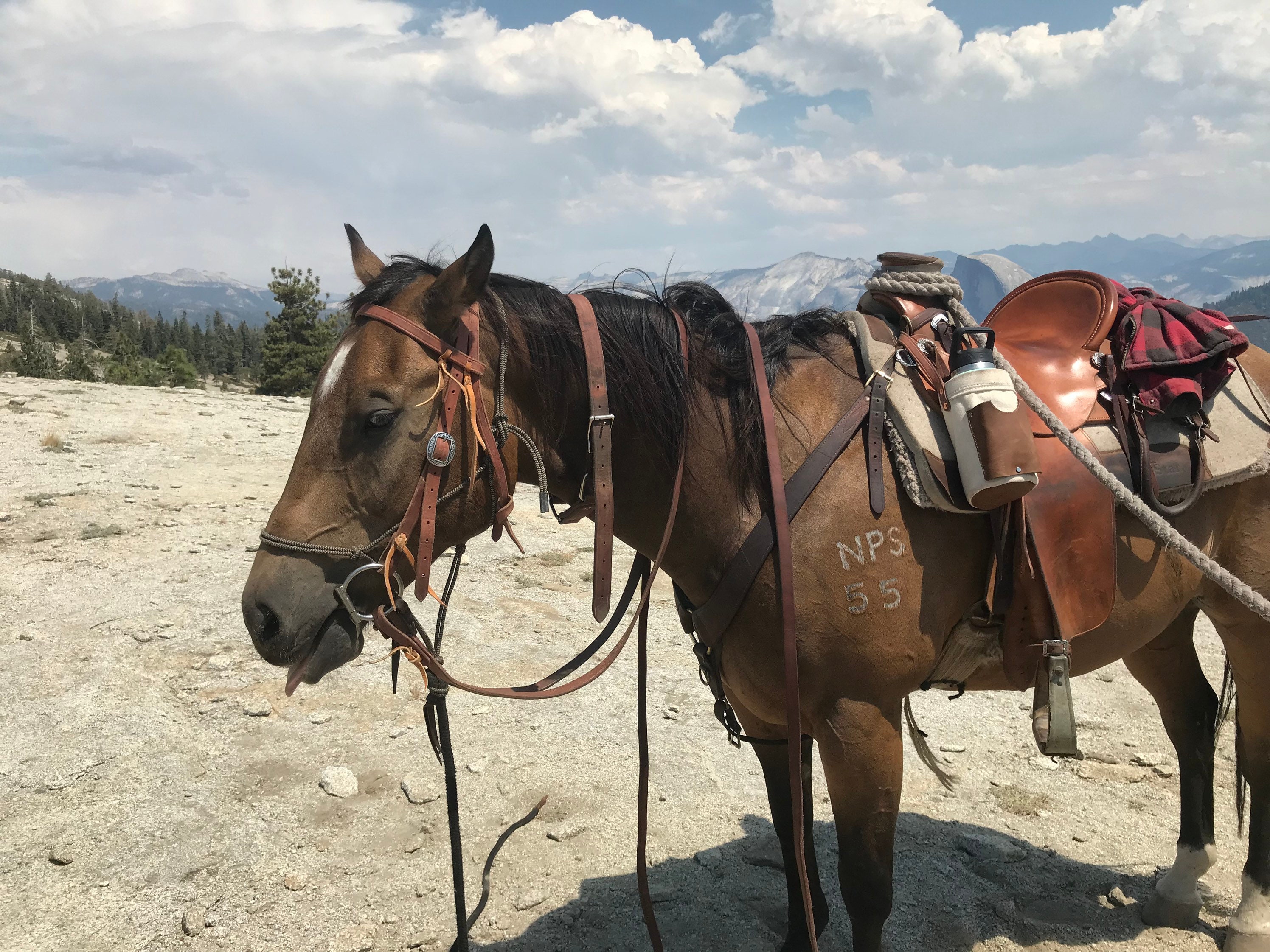 Custom Leather Horse Ring Hobbles, Quality Horse Training Aid ...