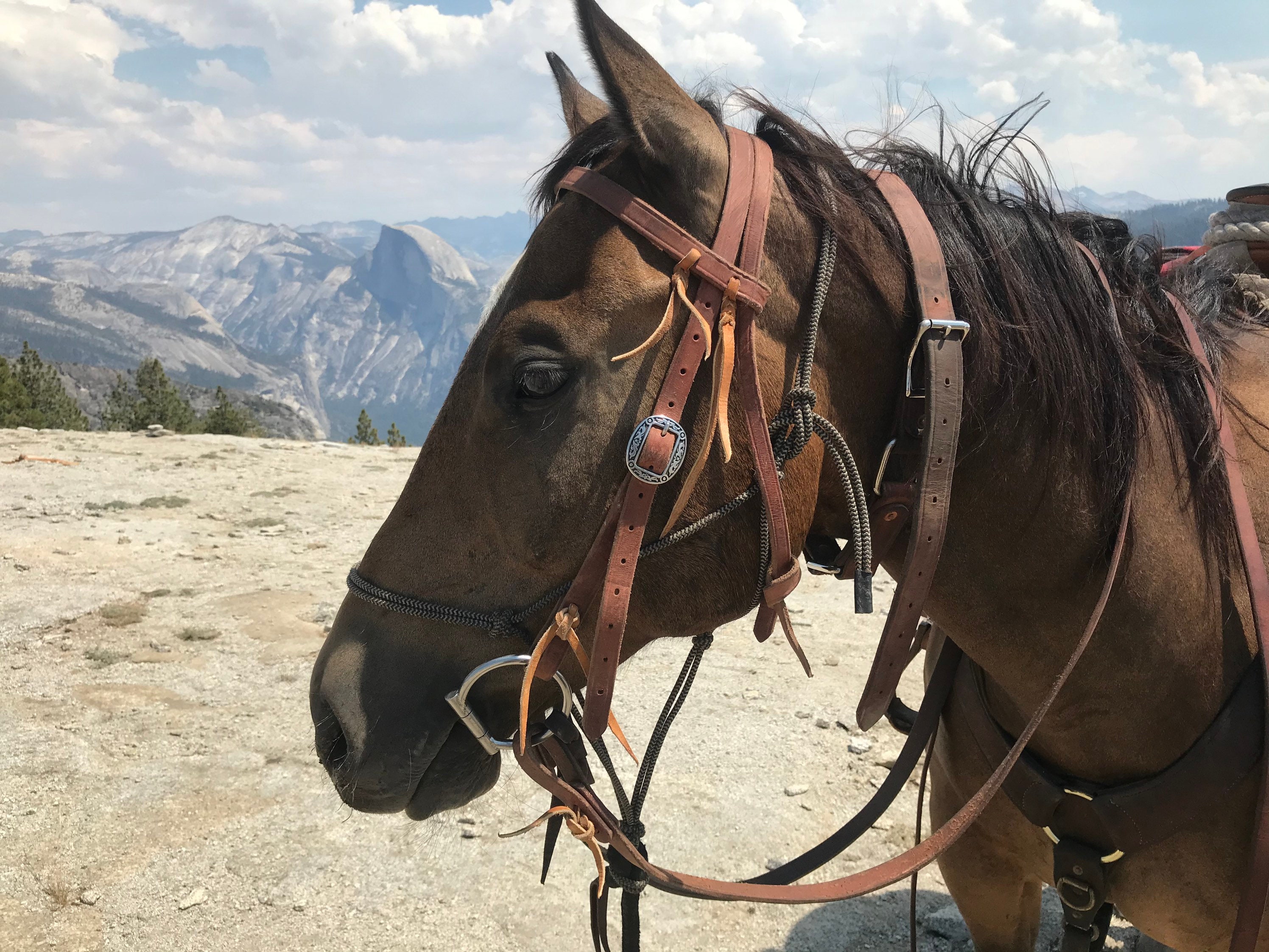 Custom Leather Horse Ring Hobbles, Quality Horse Training Aid ...