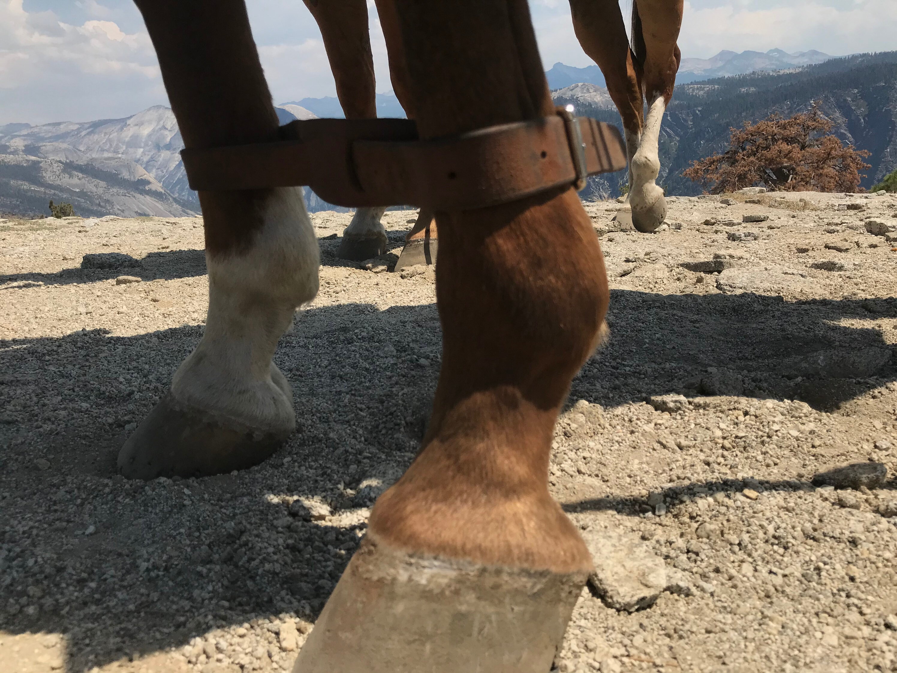 Custom Leather Horse Ring Hobbles, Quality Horse Training Aid ...