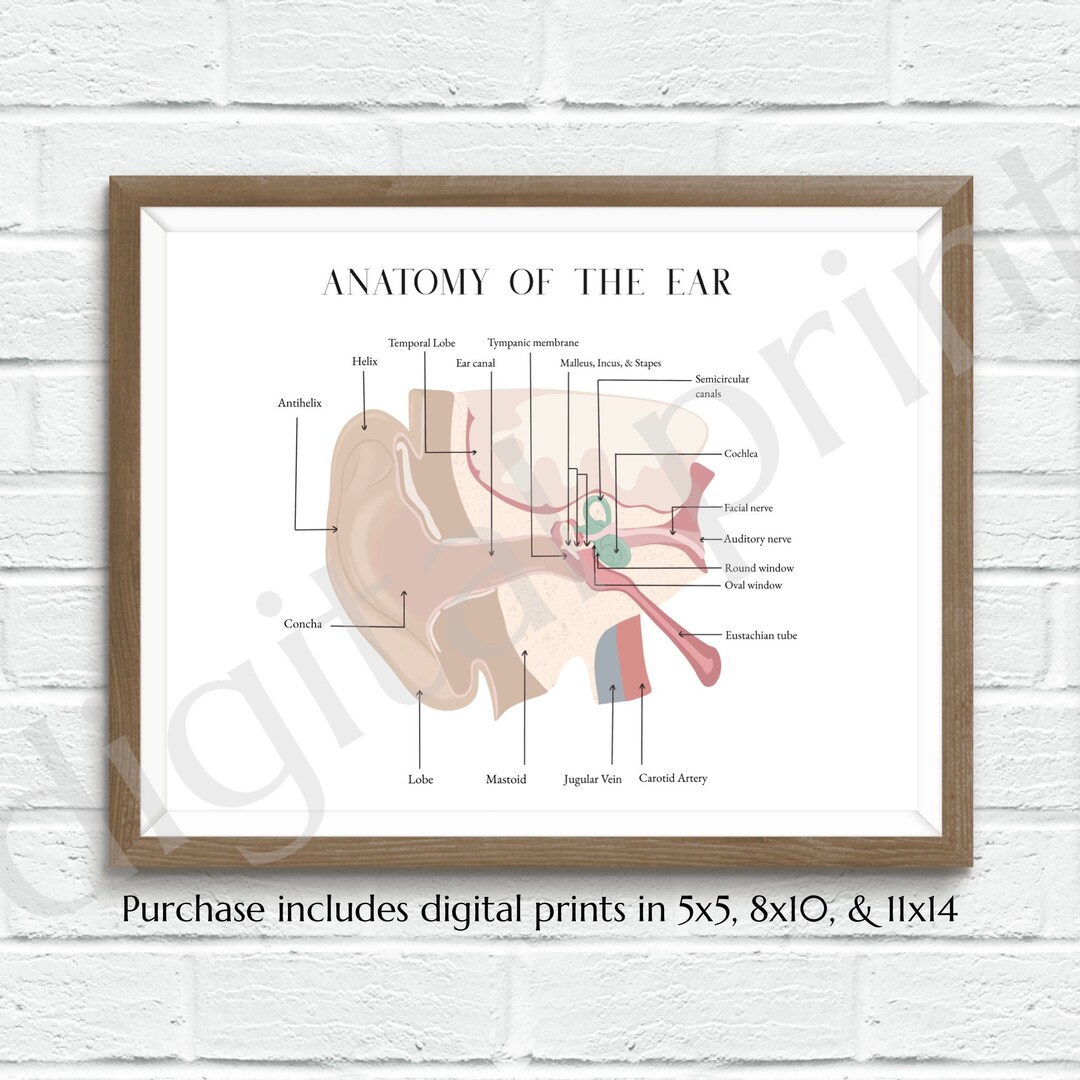 5x5, 8x10, & 11x14 Ear Anatomy Print With Labels, Audiology Print ...