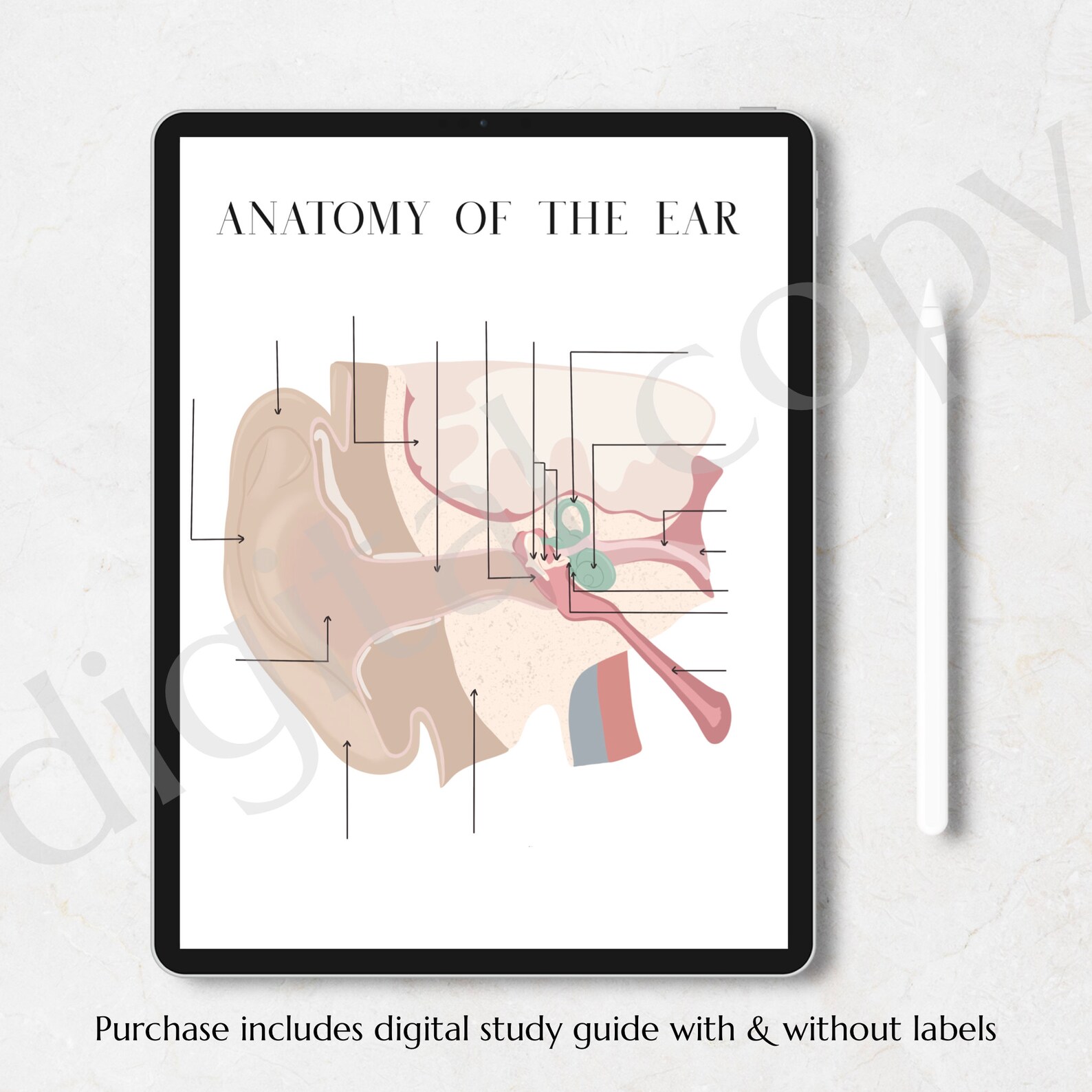 8x10 Ear Anatomy Study Sheet With and Without Labels, Study Guide, Ear ...
