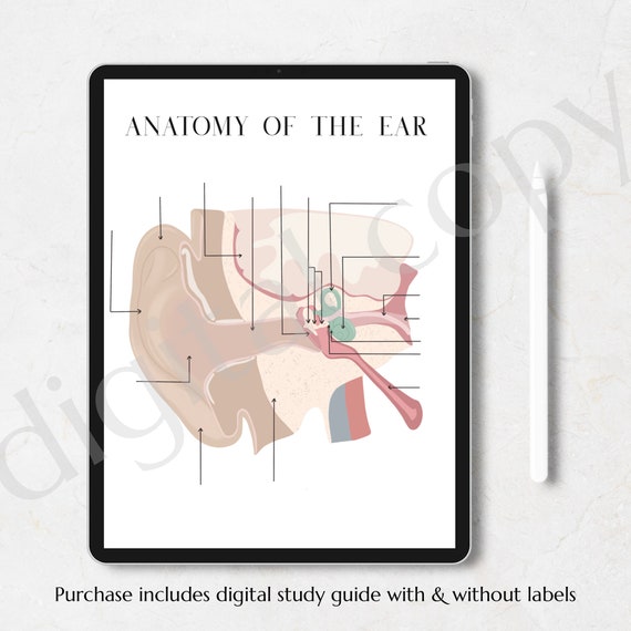 Ear Study Guide Anatomy Of The Ear Wisc Online OER