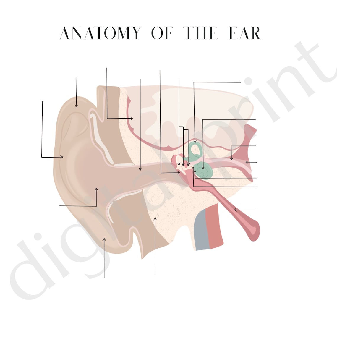 8x10 Ear Anatomy Study Sheet With and Without Labels Study - Etsy
