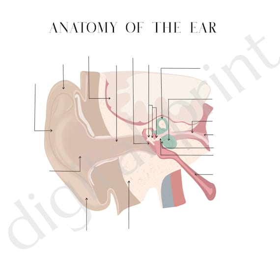 Ear Diagram Without Labels