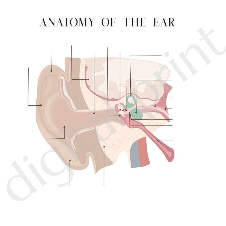 8x10 Ear Anatomy Study Sheet With and Without Labels, Study Guide, Ear ...