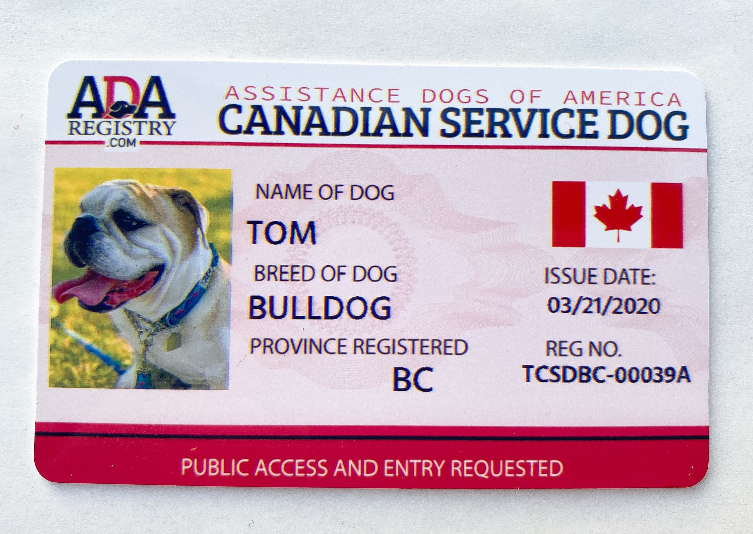 Do I Qualify For A Service Dog Canada Do I Qualify For A Service Dog Canada