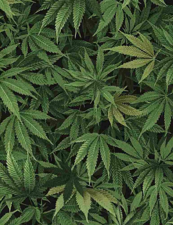 Cannabis Fabric Timeless Treasures Realistic Cannabis Fabric - Etsy