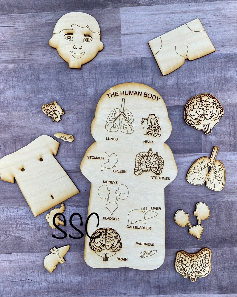 BUNDLE Human Anatomy Puzzle BUNDLE SVG File - Etsy