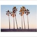 Venice Beach Photo Print, Palm Trees Poster, Lifeguard Tower, Tree ...